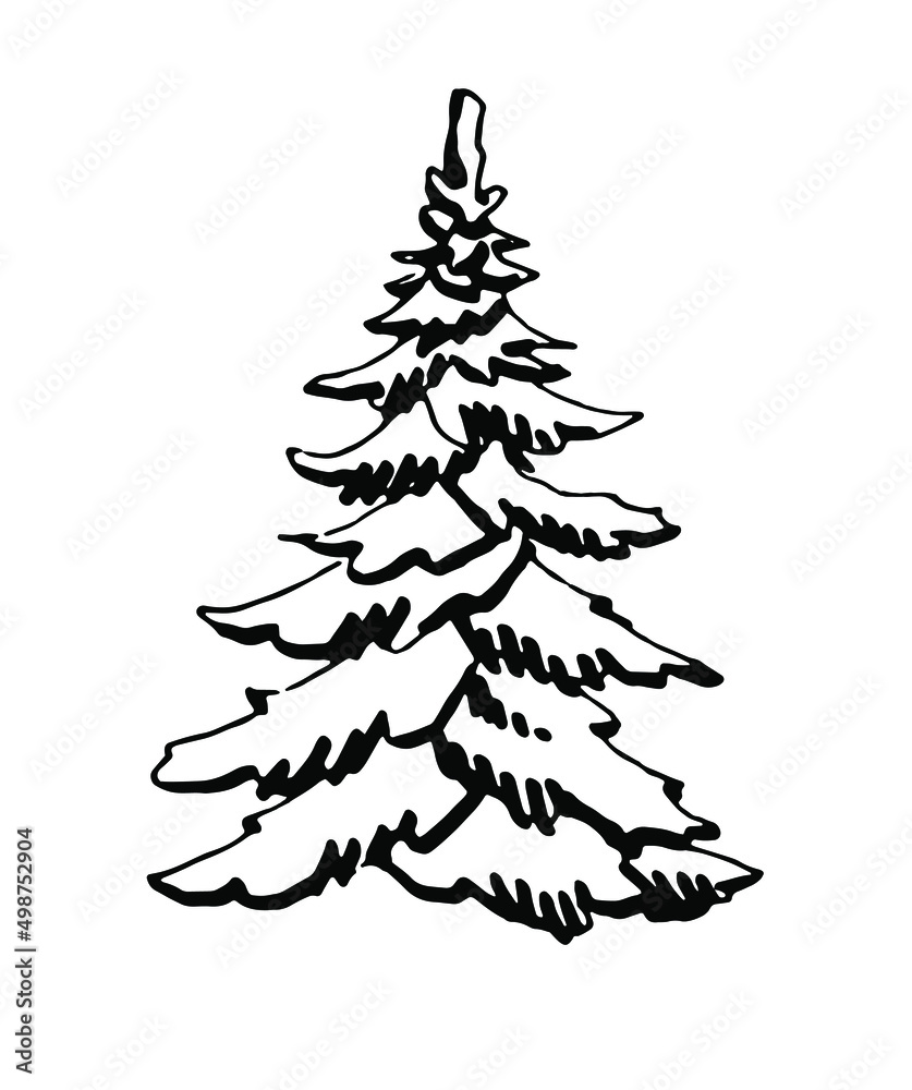 Spruce. Black and white illustration. Vector clipart. Hand-drawn Stock ...