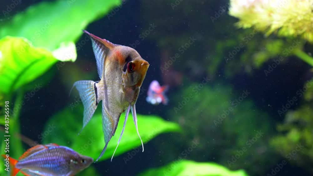Pterophyllum scalare, most commonly referred to as angelfish or ...