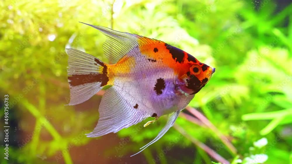 Pterophyllum scalare, most commonly referred to as angelfish or ...