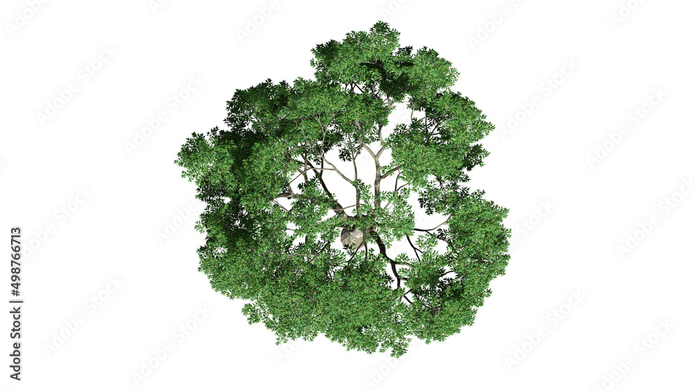 3D Top view Green Trees Isolated on white background , Use for ...
