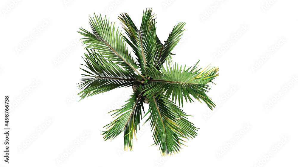 3D Top view Green canary palm Trees Isolated on white background , Use ...