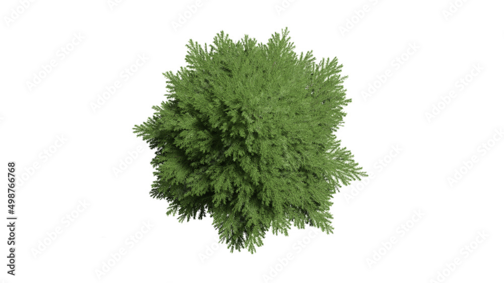 3D Top view Green Trees Isolated on white background , Use for ...