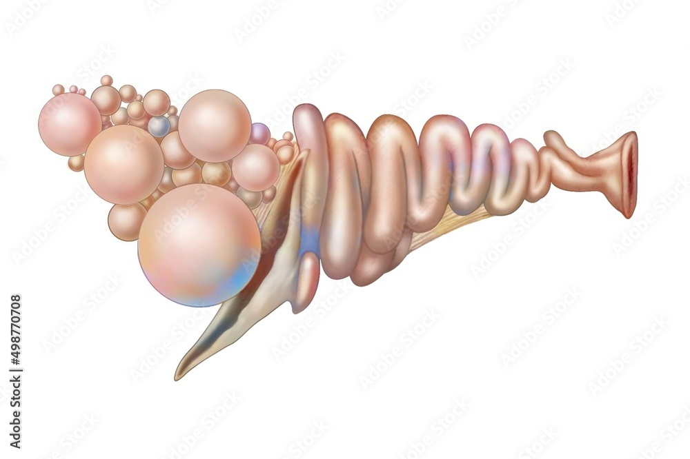 Anatomy of the hen's reproductive system with ovary follicles. Stock ...