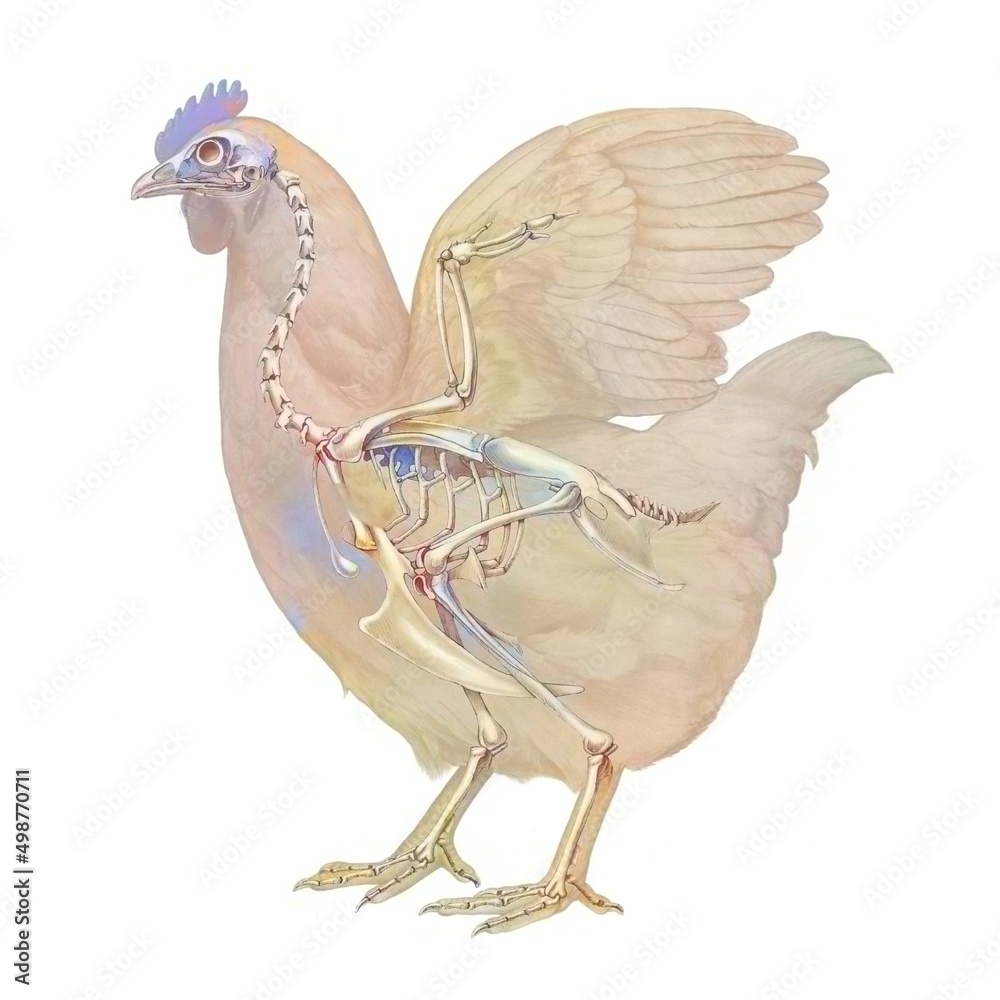 Anatomy of the hen with its bone system. Stock Illustration | Adobe Stock