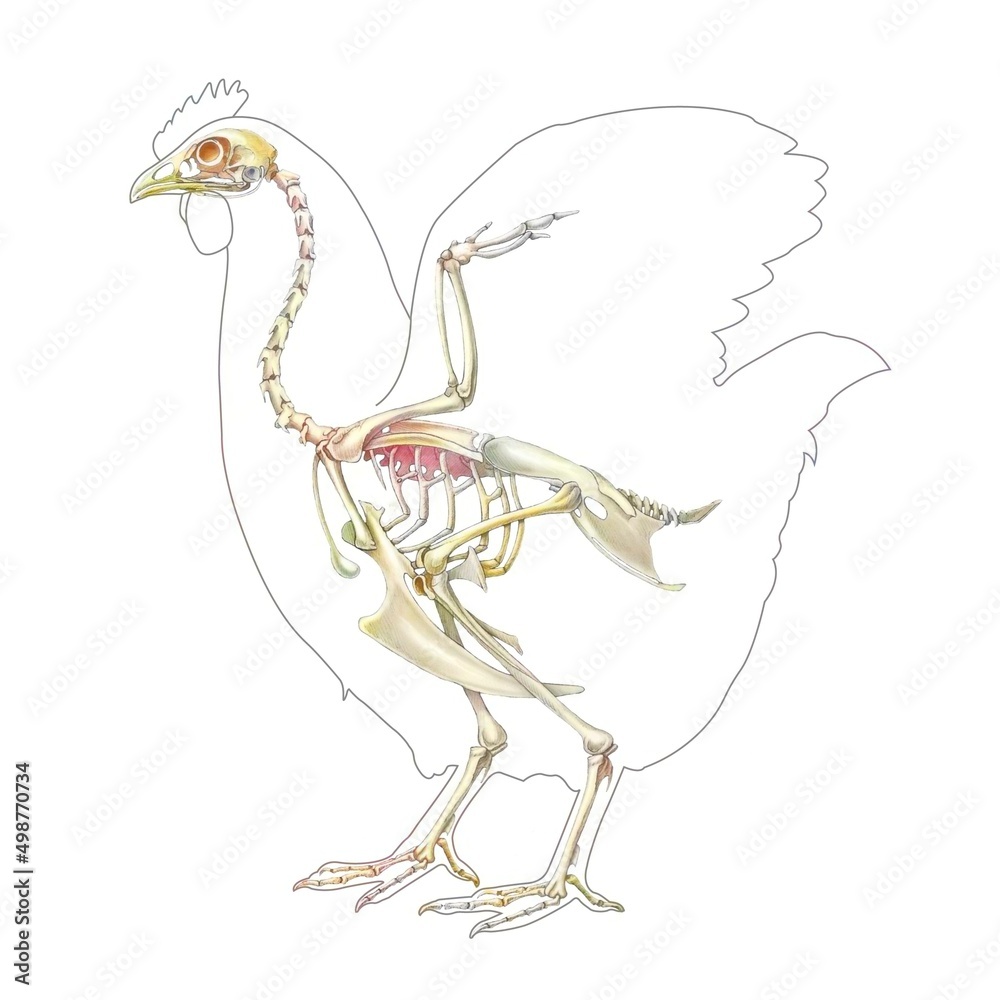Anatomy of the hen with its bone system. Stock Illustration | Adobe Stock