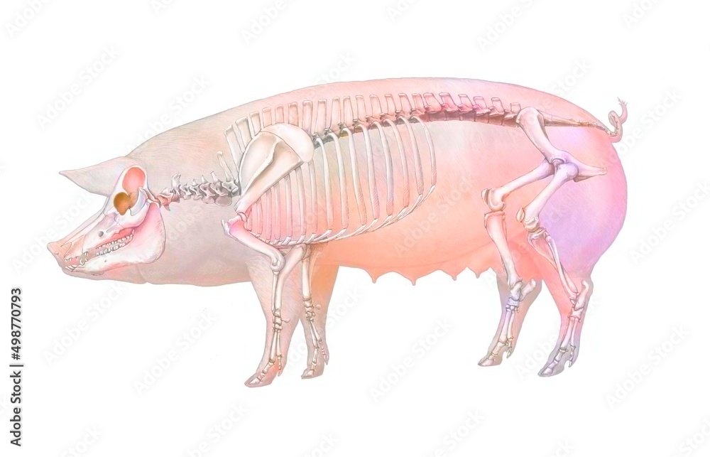 Anatomy of the pig with its bone system. Stock Illustration | Adobe Stock