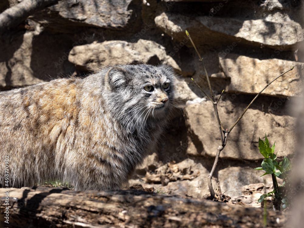 The Pallas´ cat, Otocolobus manul, is one of the most beautiful felines ...