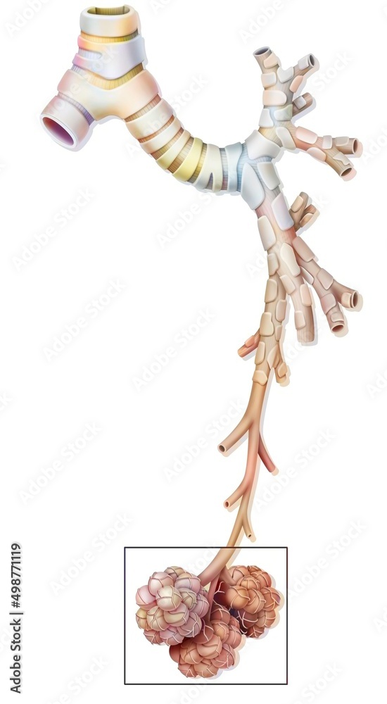 Anatomy of a bronchus: the left bronchial tree with the main bronchi ...
