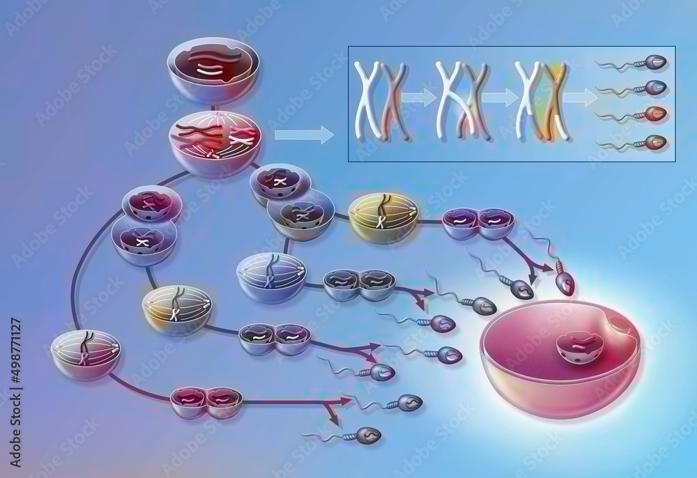 Spermatogenesis: different stages of sperm formation. Stock ...