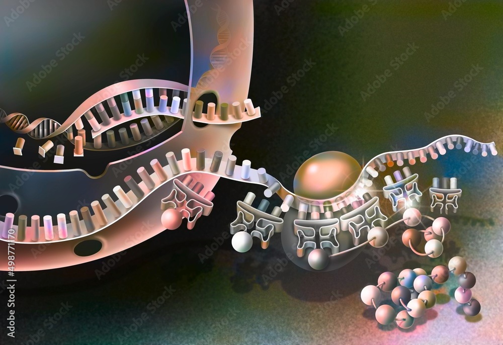 Póster Transcription of DNA into messenger RNA and its translation ...