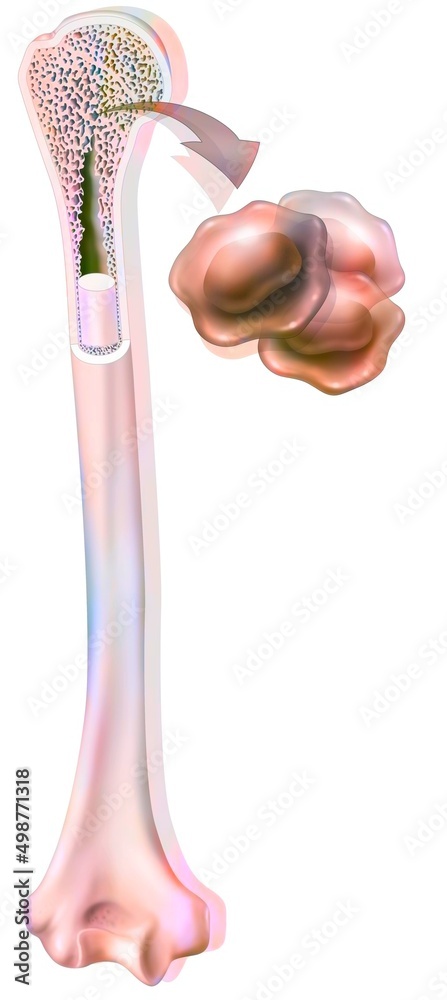 Hematopoiesis: bone marrow in the humerus producing blood cells. Stock ...