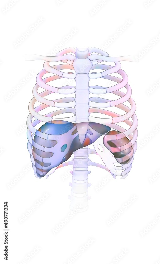 Thorax with the rib cage (ribs sternum..) Liver and spleen. Stock ...