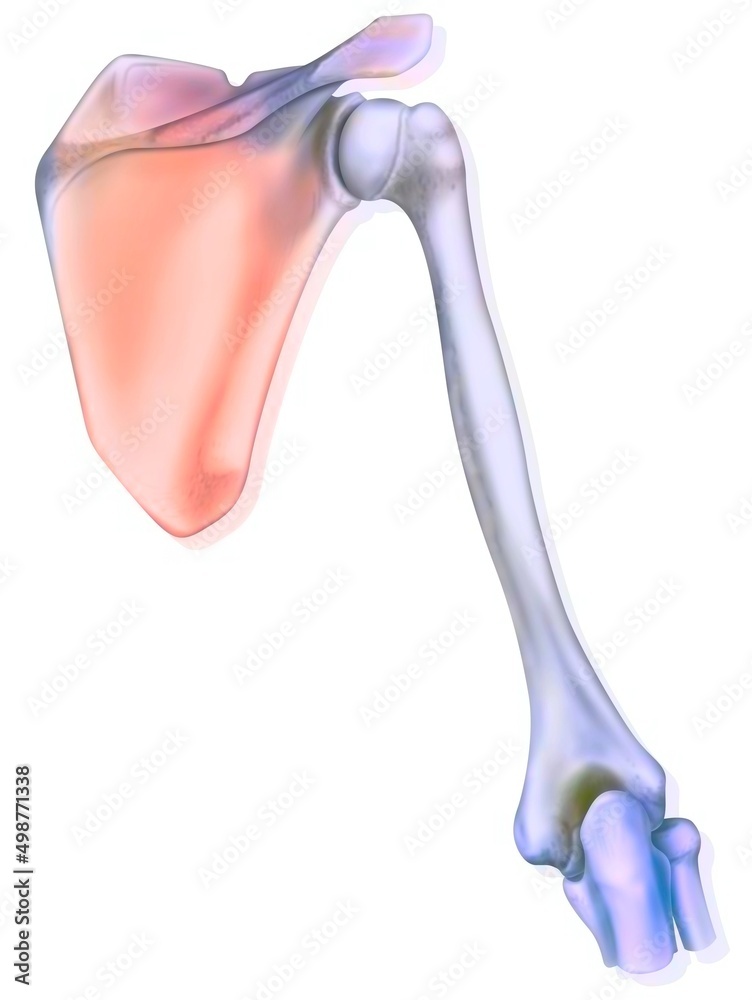 Shoulder and the bones that constitute it: the scapula the humerus ...
