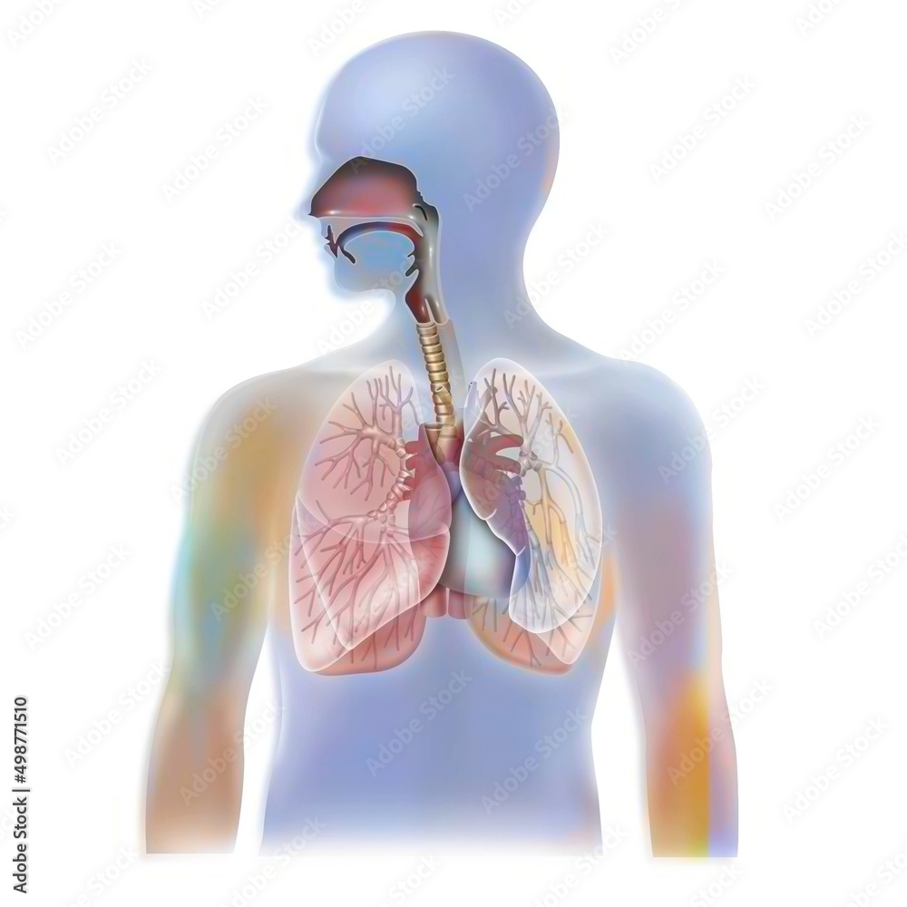 Anatomy of the trachea and lungs with the heart. Stock Illustration ...