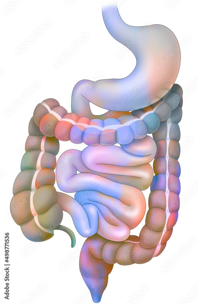Digestive system with stomach duodenum small intestine colon. Stock ...
