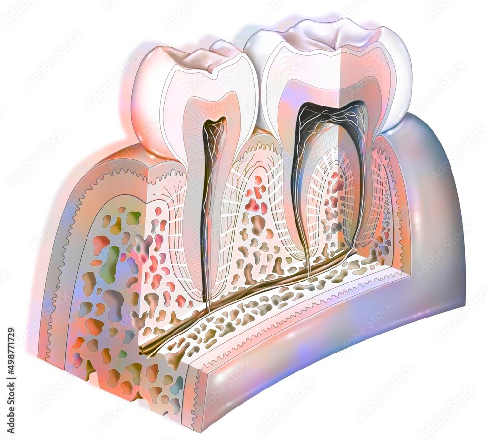 Anatomy of the tooth showing the enamel dentin pulp. Stock Illustration ...