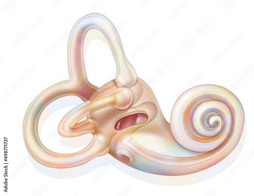 Anatomy of the inner ear showing the macule. Stock Illustration | Adobe ...