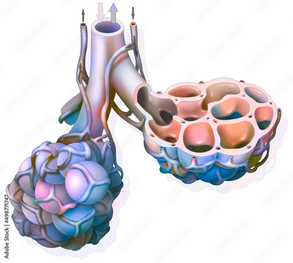 Lung: pulmonary alveolus with its capillary network allowing gas. Stock ...