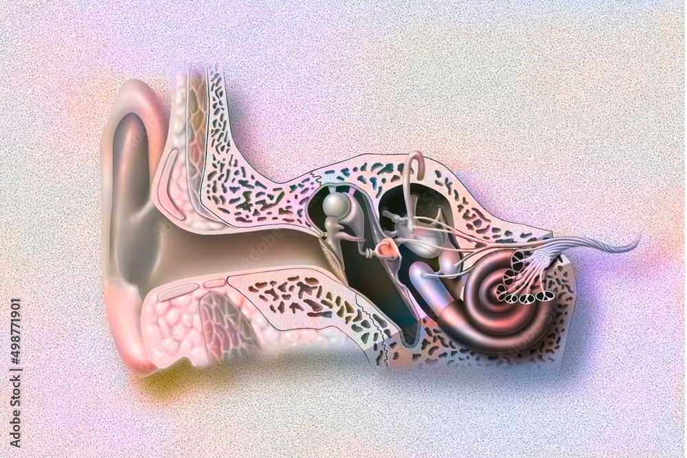 Ear cup including: ear canal eardrum and ossicles cochlea. Stock ...