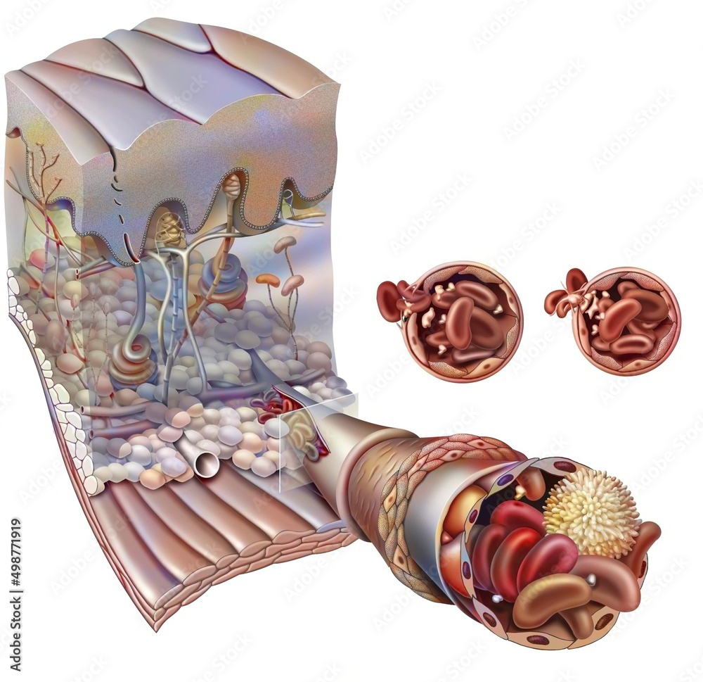 Zoomed section of skin of a blood vessel showing its different layers ...