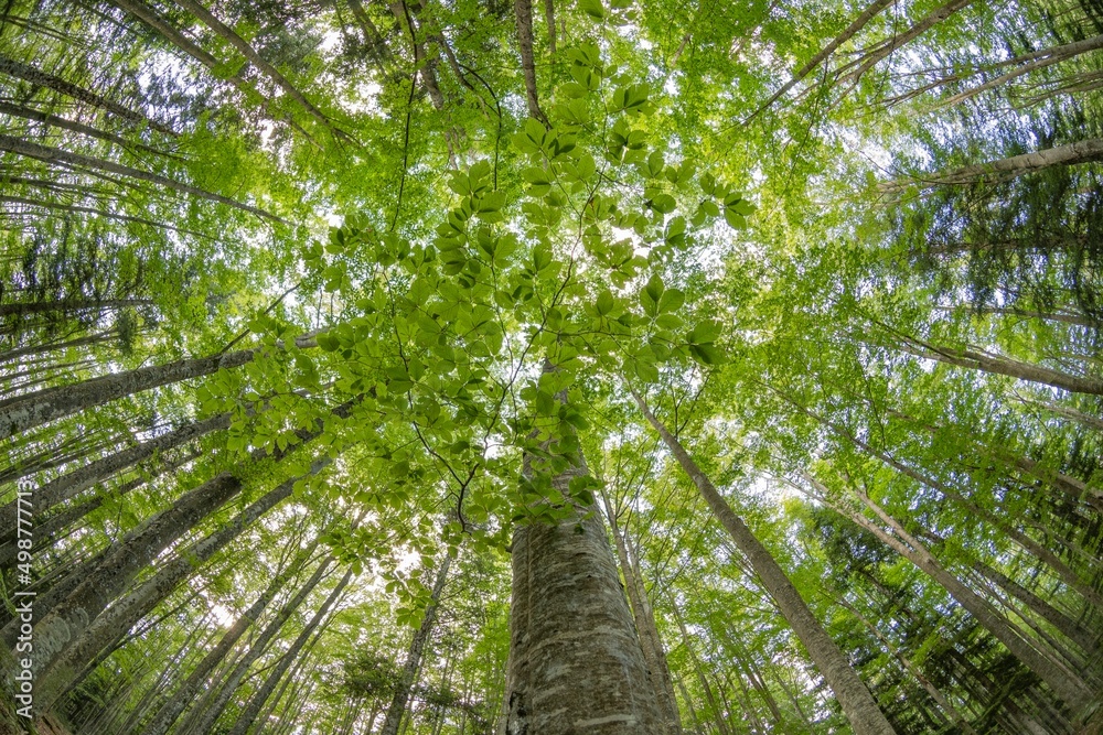 Beautiful background of forest trees seen from below Stock Photo ...