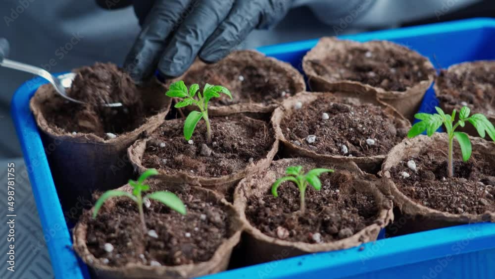 planting a young tomato seedling in separate peat forms. preparation ...