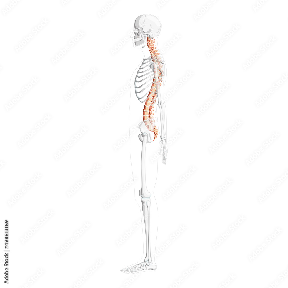 Human vertebral column lateral side view with partly transparent ...