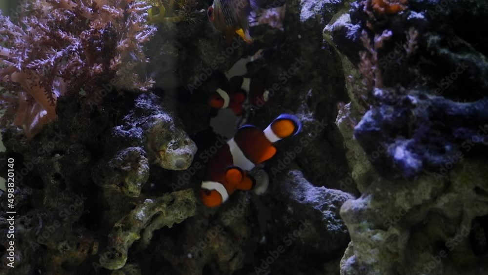 Stockvideo juvenile ocellaris clownfish swim in fast current, macro ...