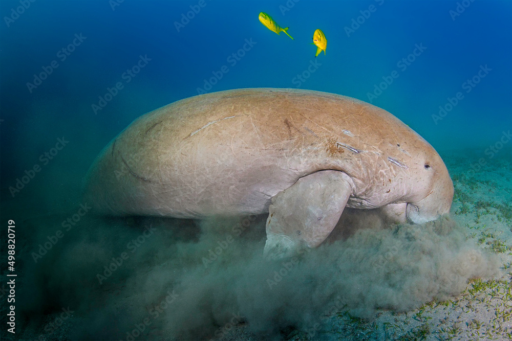 rare dugong sea cow male with yellow fish in the Red Sea of Egypt Stock ...