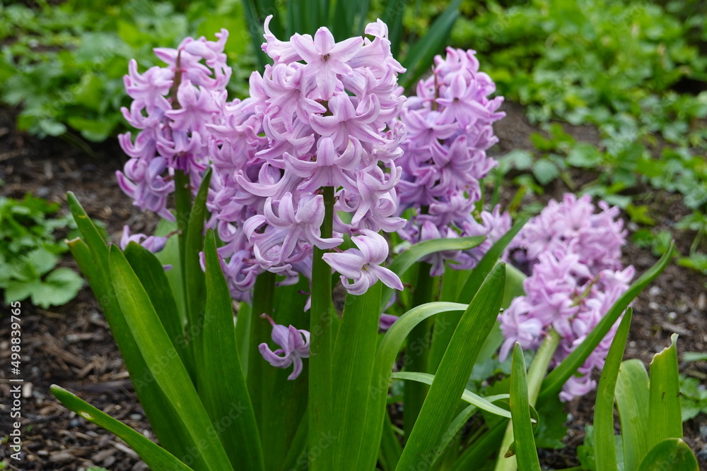 Hyacinthus is a small genus ; Several species of Brodiaea, Scilla, and ...