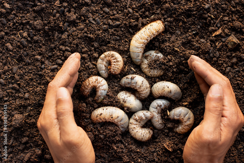 Many stag beetle larvae are being cultivated in fertile soil. Stock ...