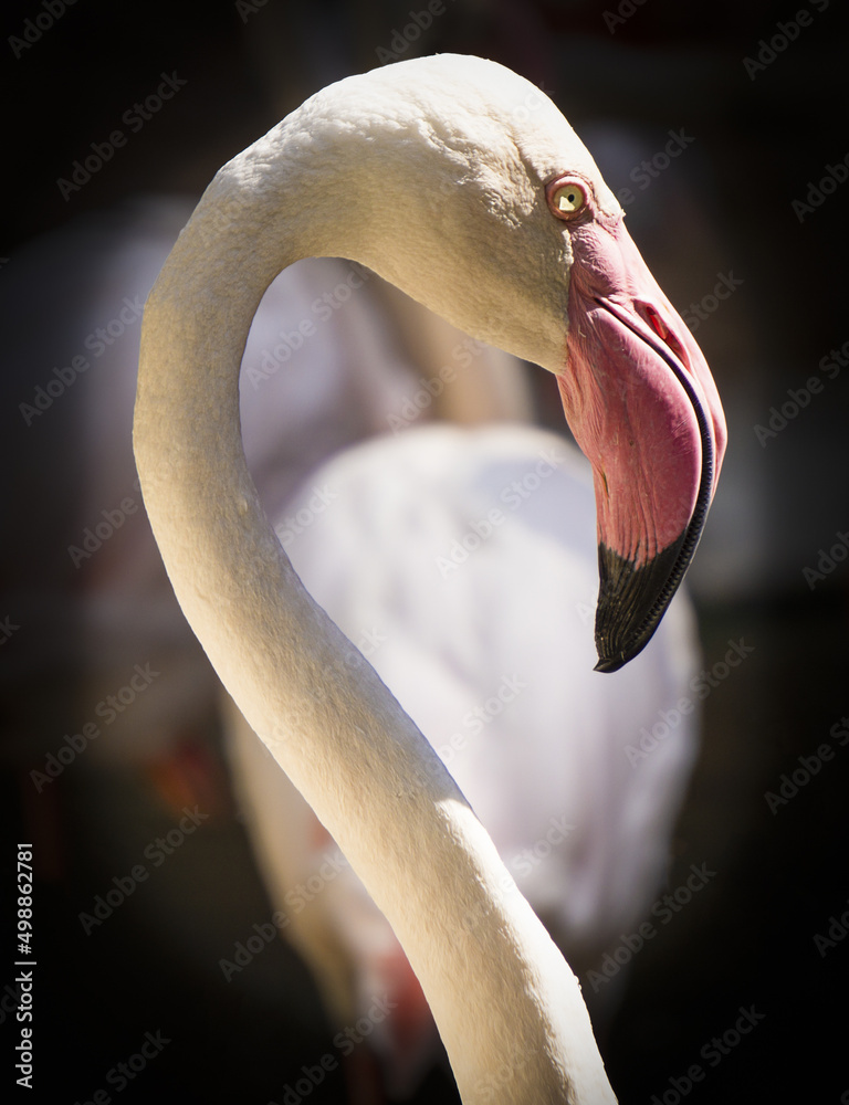 Flamingo close up showing its unique beak and shaped head photographed ...