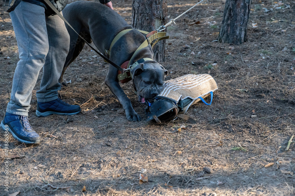 Training dogs for protective guard duty. A large gray dog bites the ...