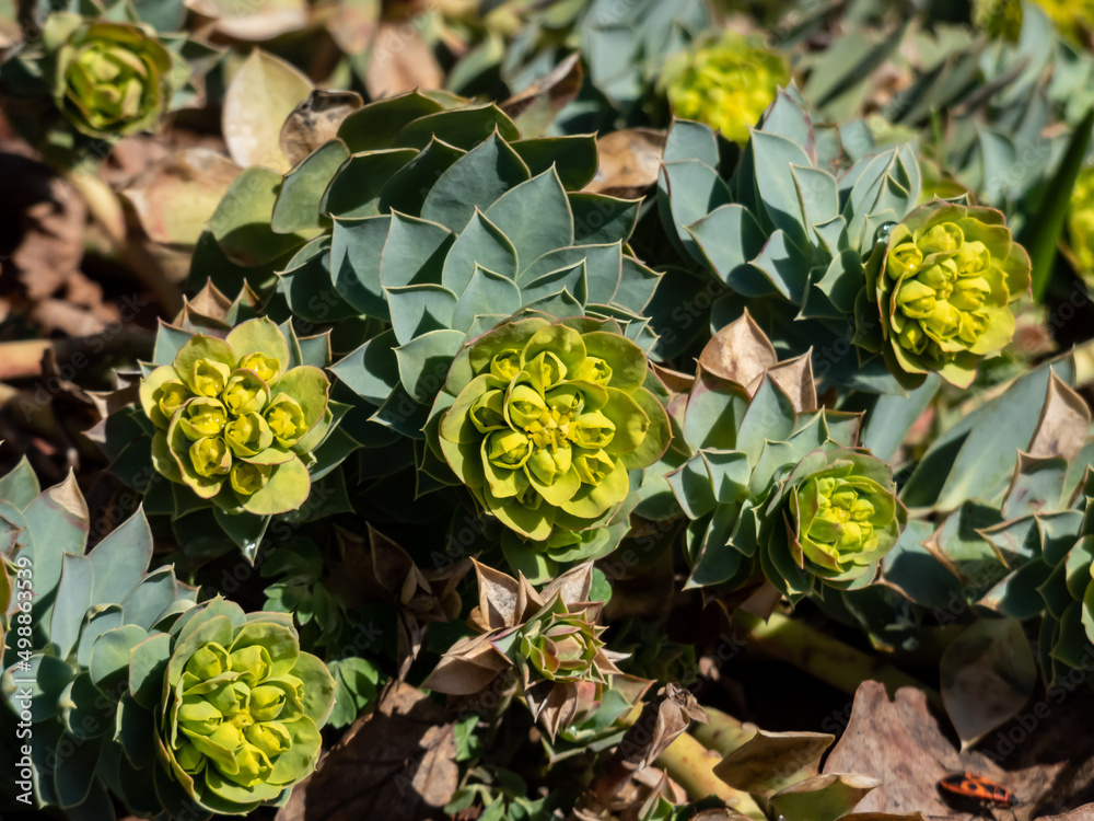Myrtle spurge (Euphorbia myrsinites) flowering in the garden in bright ...