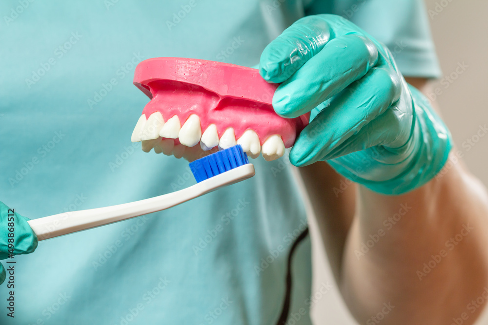Dentist with toothbrush and layout of the human jaw. Stock Photo ...