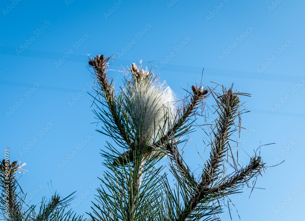 Nests of Pine Processionary larvae (Thaumetopoea pityocampa) on a pine ...
