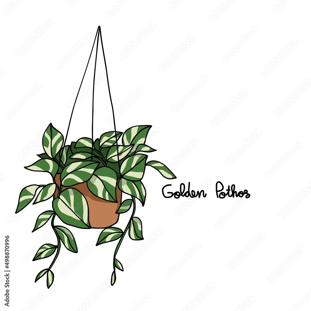 Golden Pothos plant drawing vector illustration Stock Vector | Adobe Stock