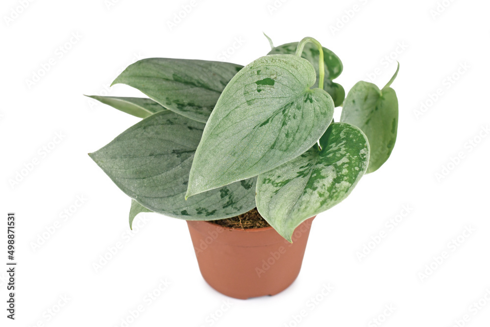 Exotic 'Scindapsus Pictus Silvery Ann' houseplant in pot on white ...