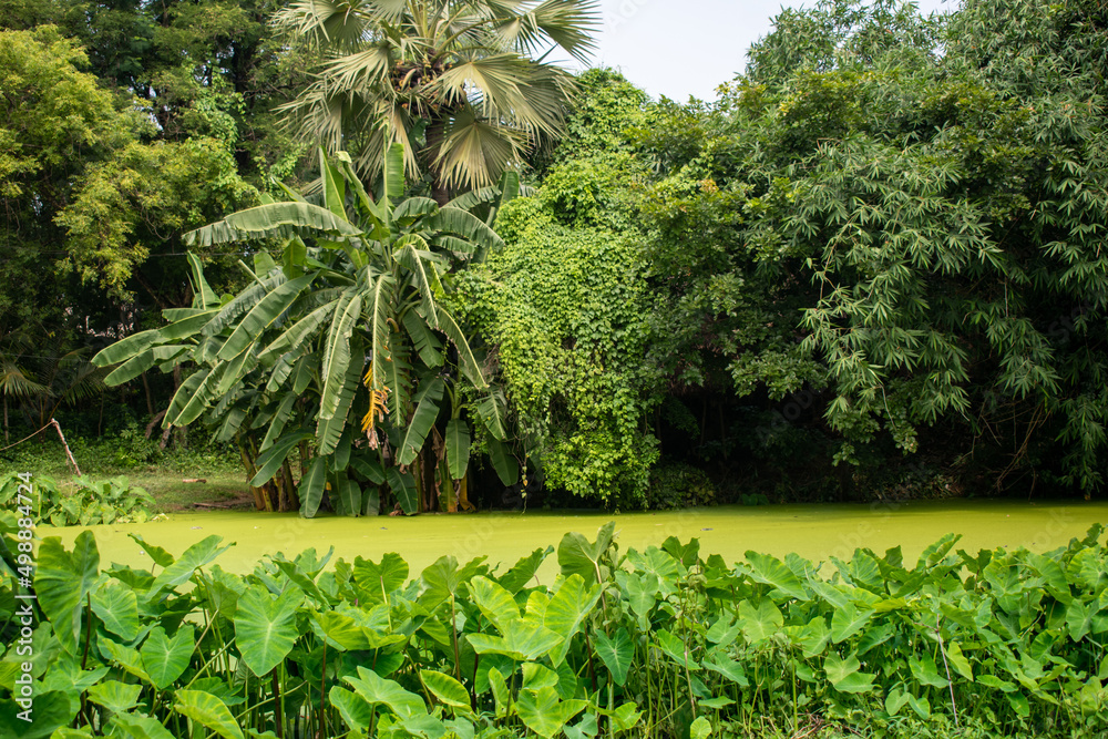 The most beautiful landscape pictures of rural India where the algae ...