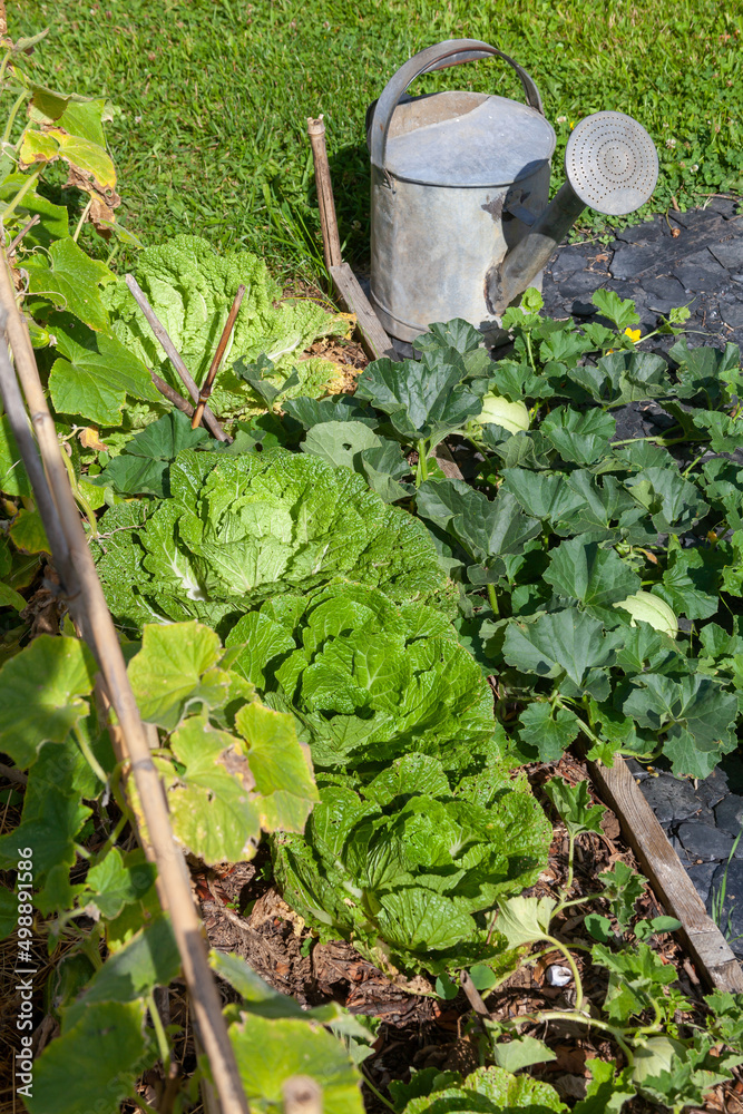 Arrosage au potager - Vieil arrosoir en métal posé dans un une allée en ...