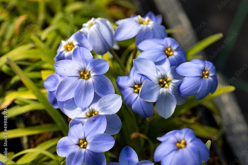 Ipheion uniflorum, also known as springstar, or spring starflower. It ...