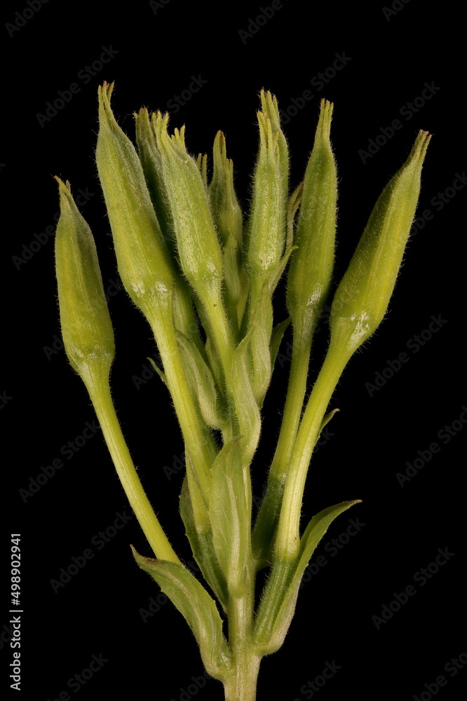 Common Evening Primrose (Oenothera biennis). Floral Buds Closeup foto ...