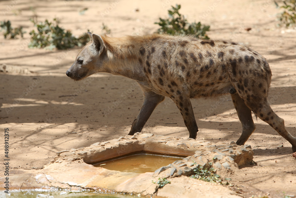 Hyena, or hyaena, feliform carnivoran mammals of family Hyaenidae ...