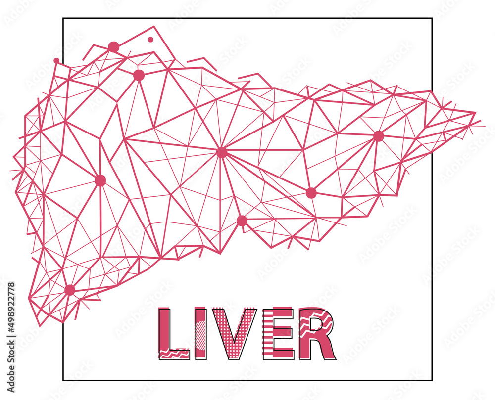 Polygonal human liver made of red lines and dots. Medical research of ...