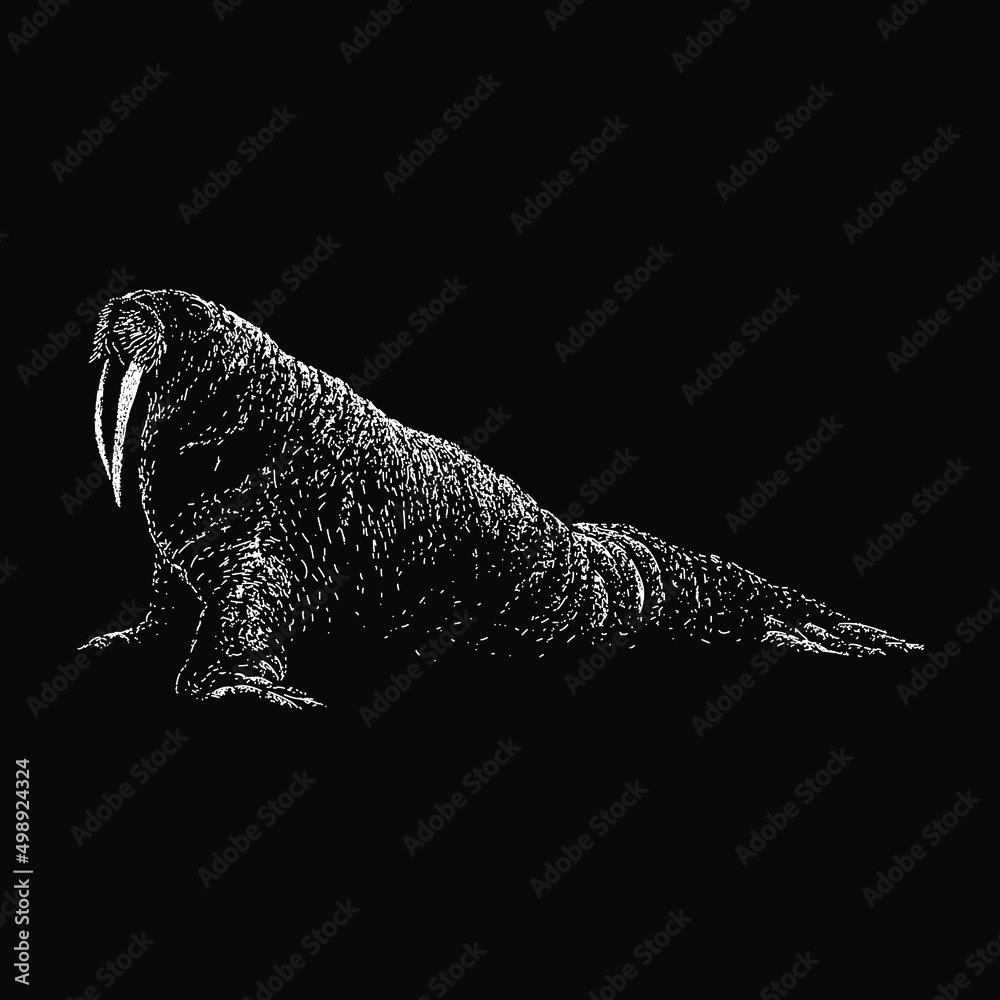 walrus hand drawing vector illustration isolated on black background ...