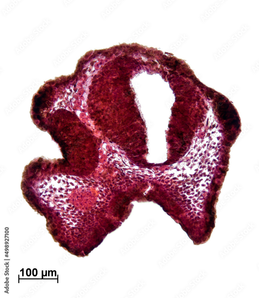 Histological section shows the development of the nervous system in the ...
