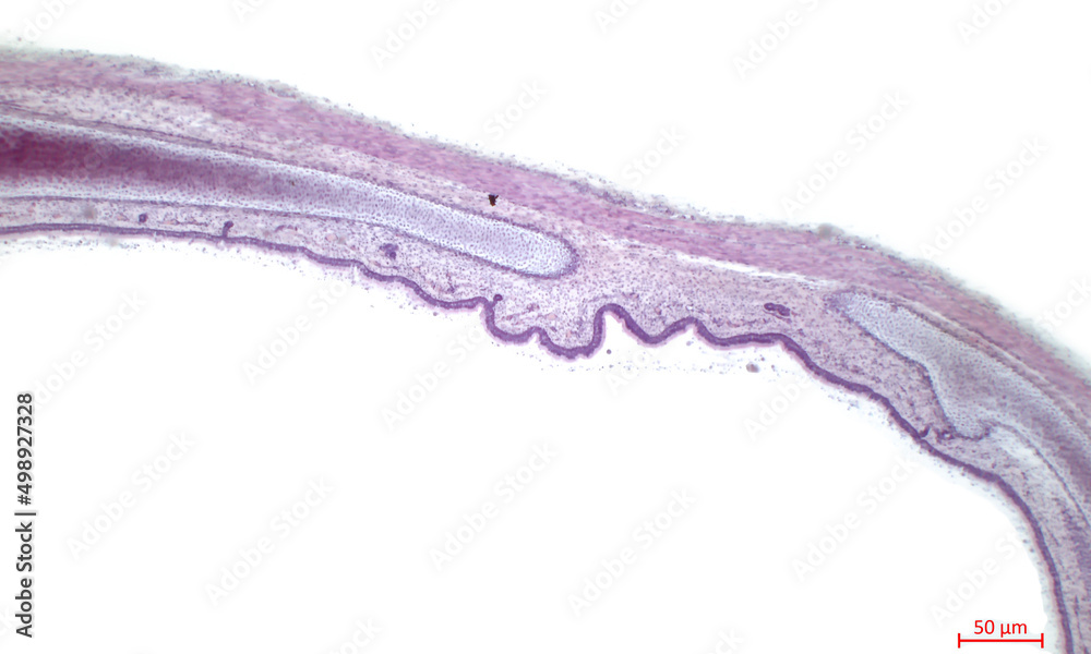 Trachea, light micrograph. Hyaline cartilage from trachea showing ...