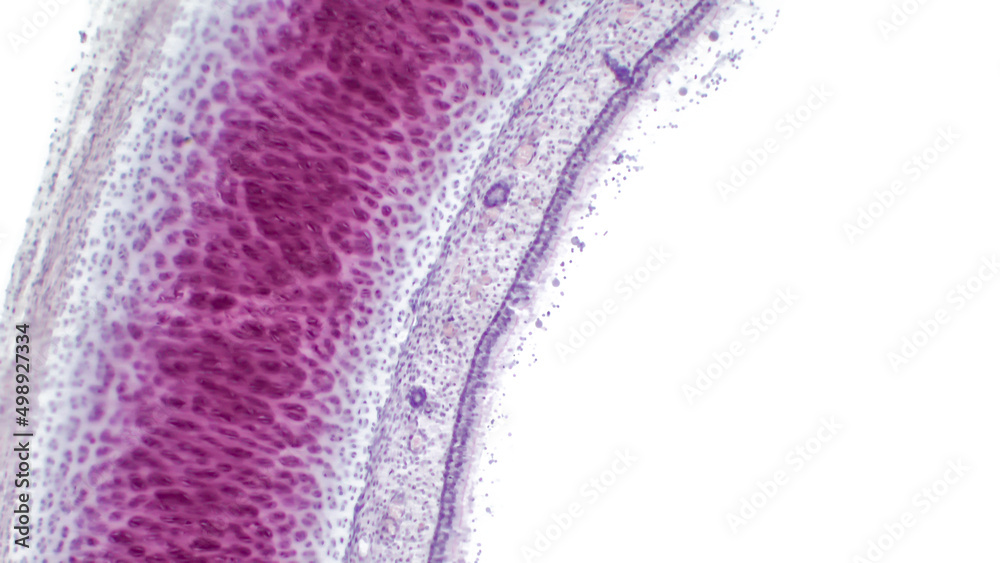 Light micrograph of a section through the trachea, or windpipe, the ...