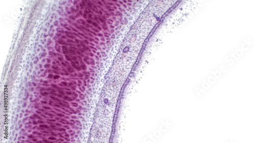 Naklejka Light micrograph of a section through the trachea, or windpipe ...