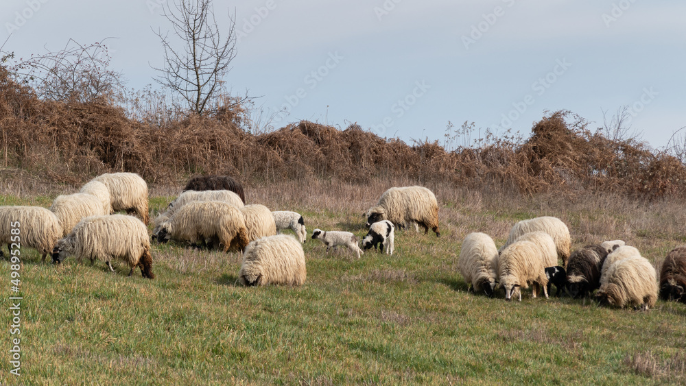 Flock of sheep with lambs grazing grass on hillside in spring, domestic ...